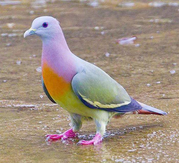 14 Stunning and Unusual Pigeons from Around the World - Bırds - Çözüm ...