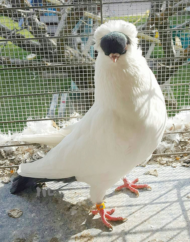 14 Stunning and Unusual Pigeons from Around the World - Bırds - Çözüm ...