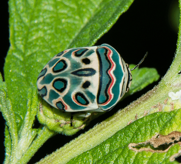 Picasso Bugs: Vibrant Living Artworks With a Smelly Secret - Anımal ...