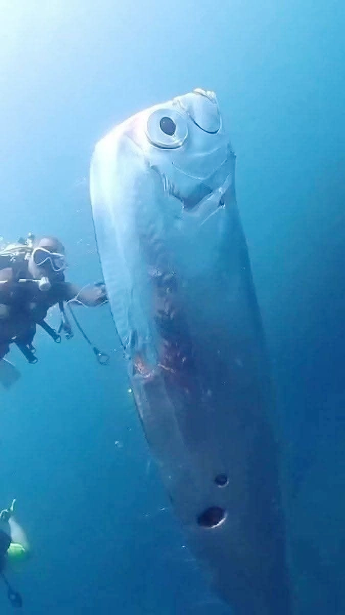 Elusive Giant Oarfish Spotted: Mythical 'Earthquake Fish' Resurfaces ...