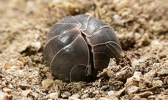 15 Charming Animal Facts You Probably Didn't Know - Anımal - Çözüm Gazetesi