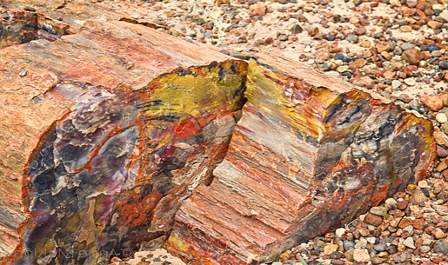 225 Million Years Old Enigmatic Stonewood: The Formation of Ancient ...