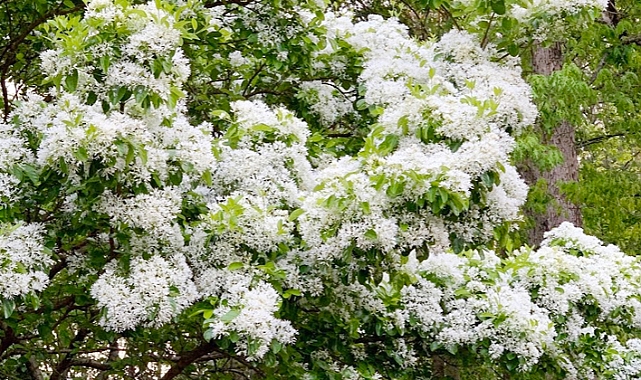 A Guide to Growing Chinese Fringe Tree: Benefits, Drawbacks, Growth ...