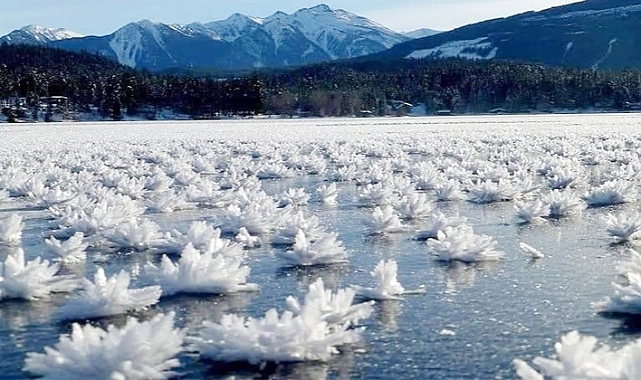 Frost Flowers: Nature’s Winter Blooms in the Arctic Ocean - Nature ...
