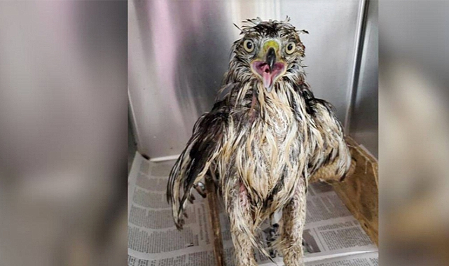 Hawk Rescued From Manure Pit Makes Miraculous Recovery in Just One Day ...