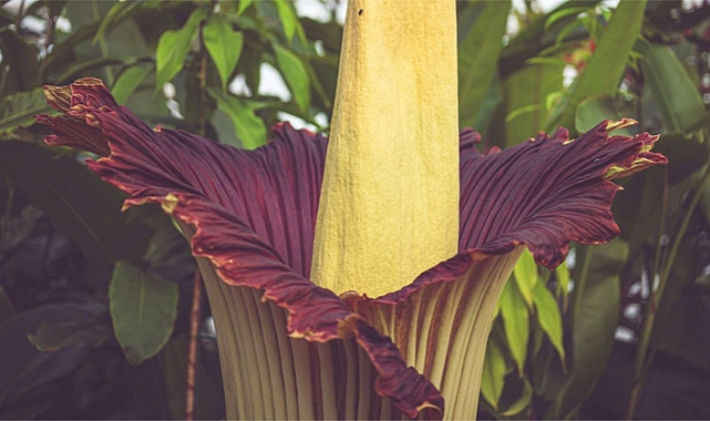The Bizarre Life and Deathly Smell of the Titan Arum - Flowers - Çözüm ...