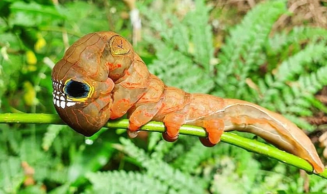 The Eerie Pink Underwing Moth: Australia’s Skull-Marked Caterpillar ...