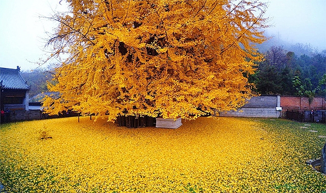 The Golden Ginkgo Drops An Ocean Of Golden Leaves: A Timeless Treasure ...