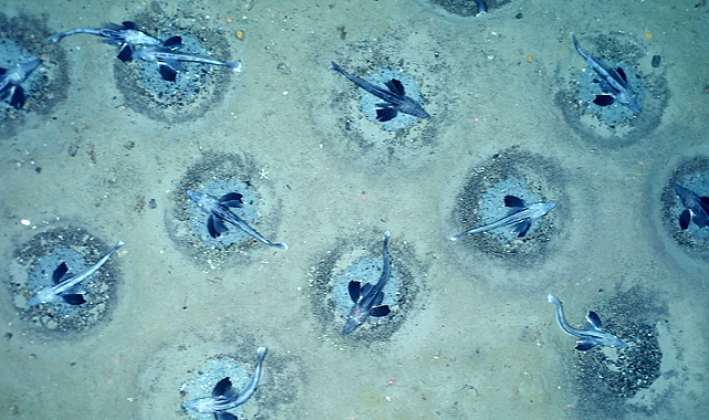 "Antarctica’s Hidden Icefish Nursery: World’s Largest Fish Nesting ...