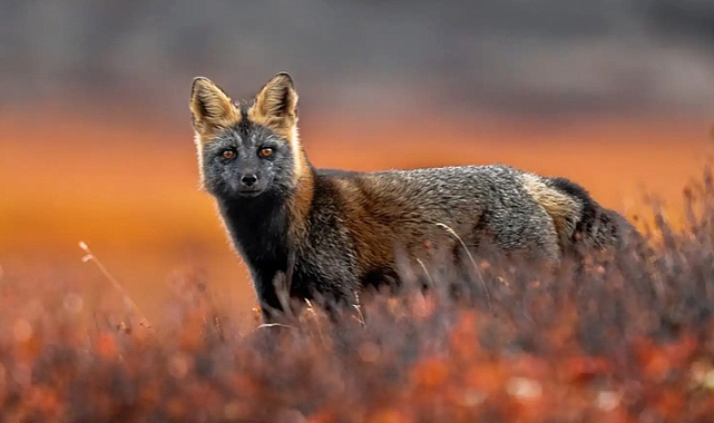 Photographer Stunned by Rare Fox’s Piercing ‘Human-Like’ Gaze - Anımal ...