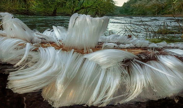 The Enigmatic Formation of Hair Ice: Nature’s Winter Masterpiece ...