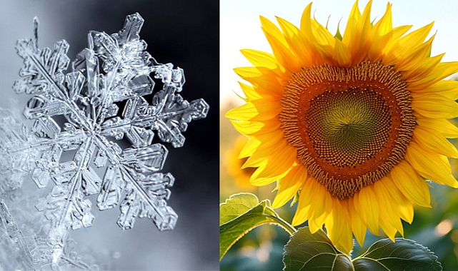 Nature's Perfect Geometry: 12 Stunning Examples of Symmetrical Beauty ...