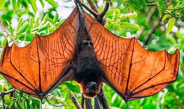 "The Astonishing Giant Golden-Crowned Flying Fox: Nature’s Winged ...