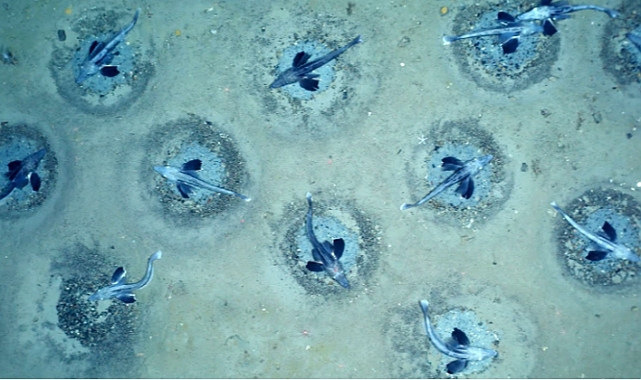 "Vast Icefish Breeding Ground Found Beneath Antarctic Ice, Housing 60 ...