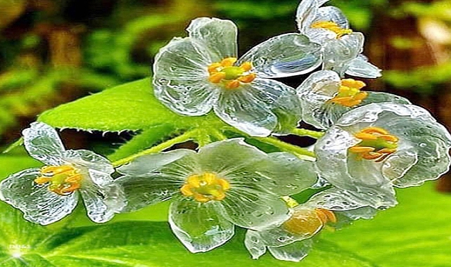 Whispers of Transformation: The Skeleton Flower’s Tale - Nature - Çözüm ...