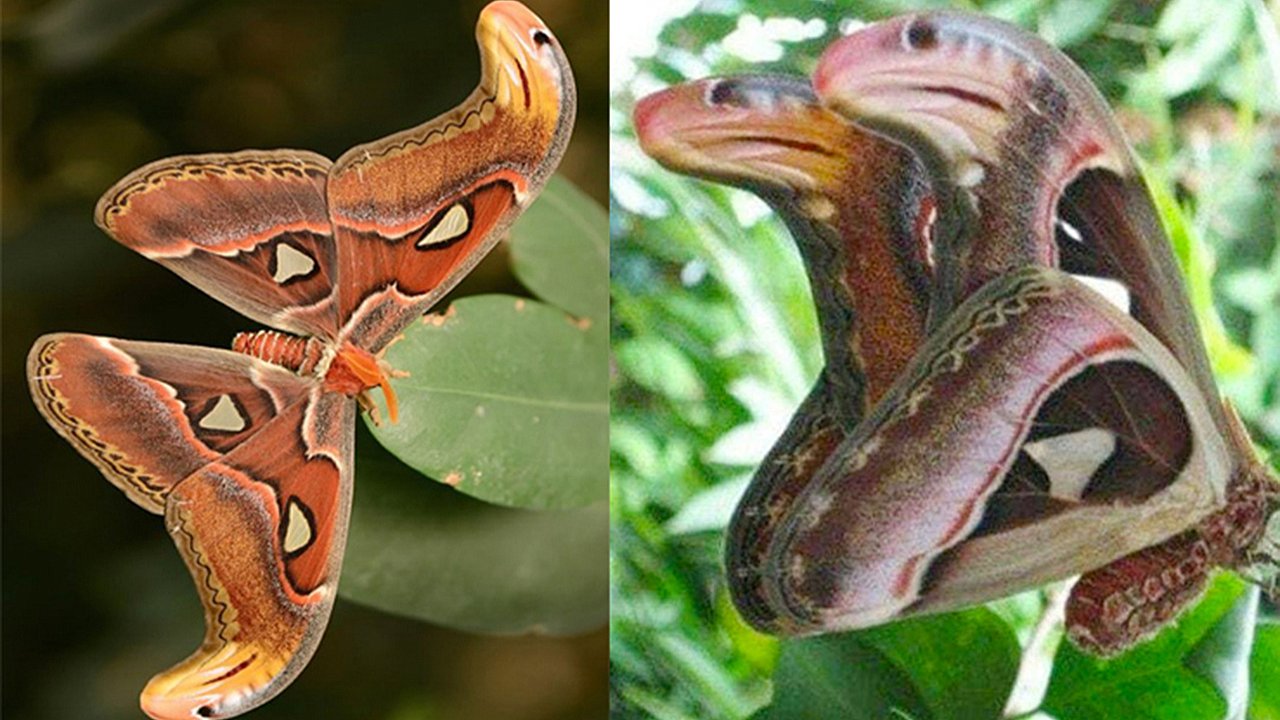 The Astonishing Atlas Moth: Nature's Ultimate Snake Impersonator ...