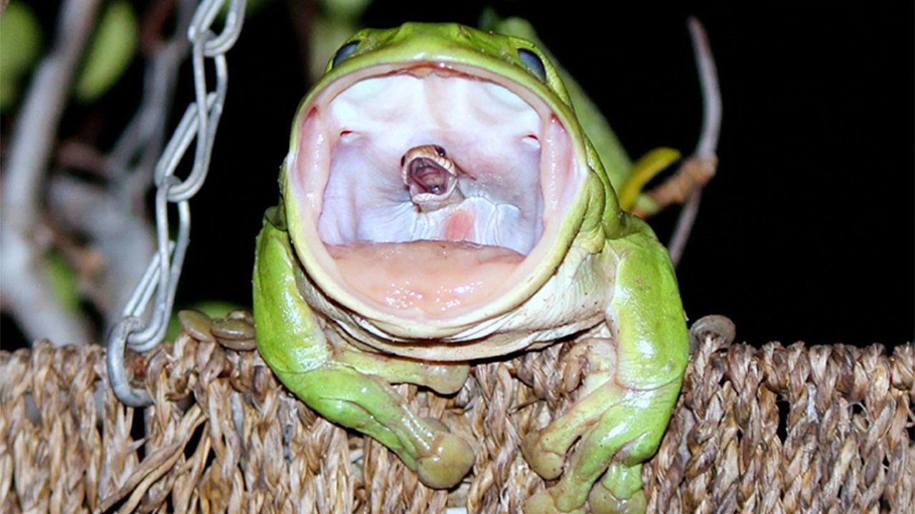 When Nature Flips the Script: The Astonishing Moment a Frog Devours a ...
