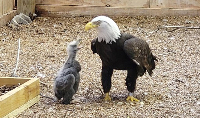 Murphy the Bald Eagle Who Tried to Hatch a Rock Becomes a Proud Foster ...