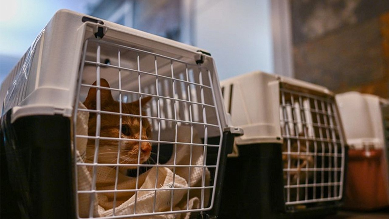 New Cat Food Recall Issued Over Bird Flu Concerns - News - Çözüm Gazetesi