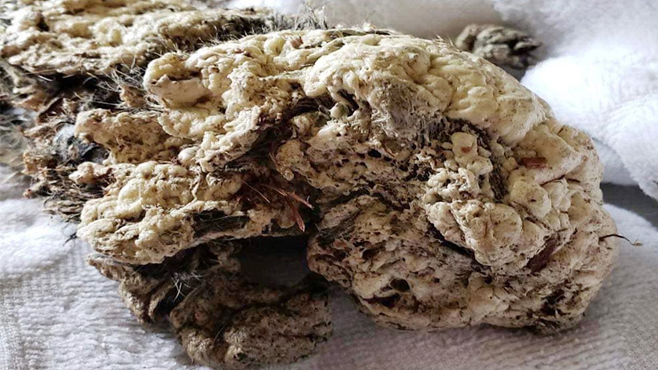 Teenagers Discover Motionless Creature Under Car—What a Vet Finds ...