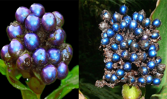 The Most Vivid Natural Color Discovered in an African Plant - Flowers ...