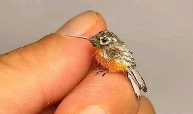 Tiny Wonder: The Bee Hummingbird – World's Smallest Bird - Bırds ...