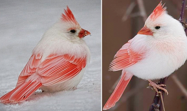 Unbelievable Backyard Sighting: Rare White Cardinal Captured on Camera ...