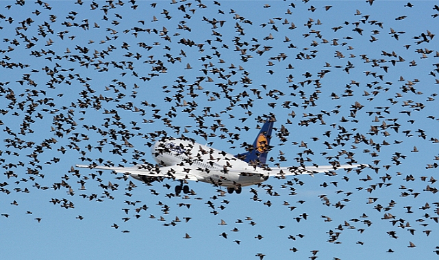 When the Pilot Discovered the Birds Secret, Tears Filled His Eyes ...