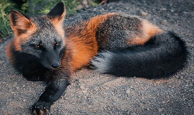 Photographer Forms Bond with Rare Orange-and-Black Cross Fox in ...
