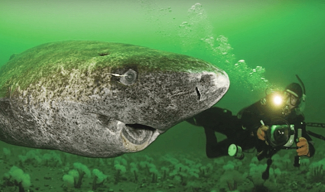 Scientists Discover 512-Year-Old Greenland Shark, Possibly the Oldest ...
