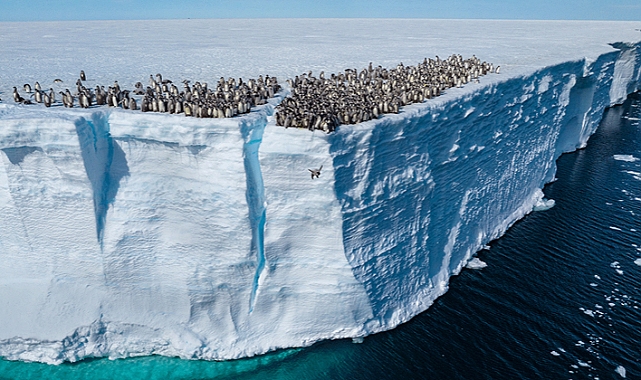 Emperor Penguin Chicks Take First Plunge Off 50-Foot Ice Cliff in ...
