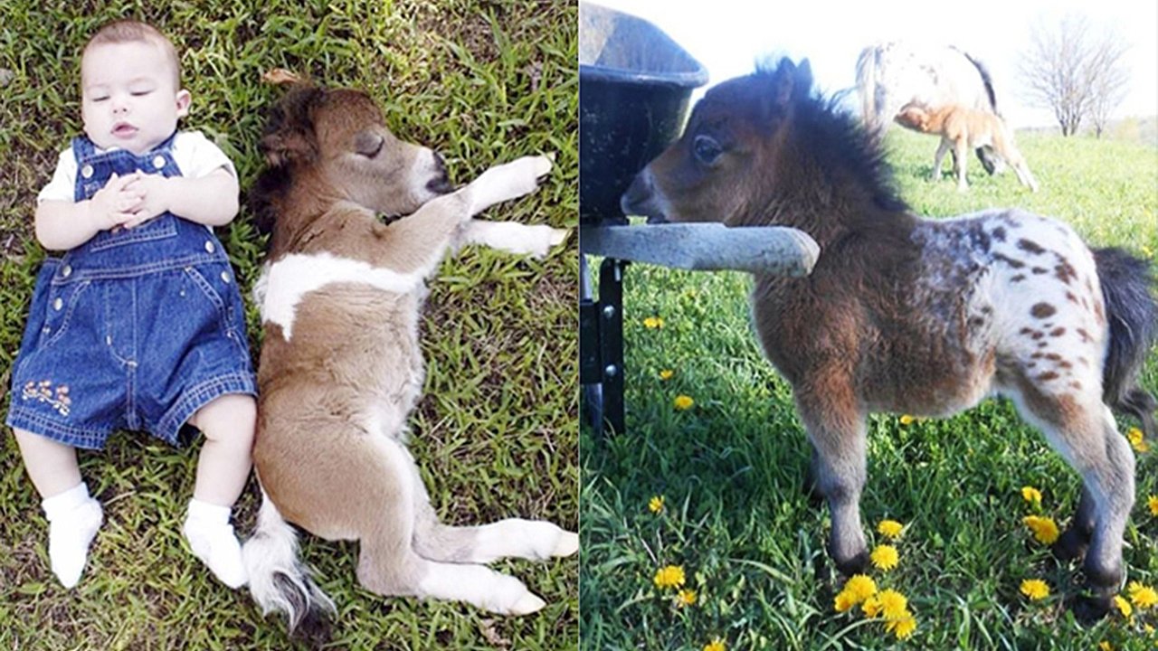 Meet The Adorable Miniature Horse: The Adorably Tiny Equines That Are ...