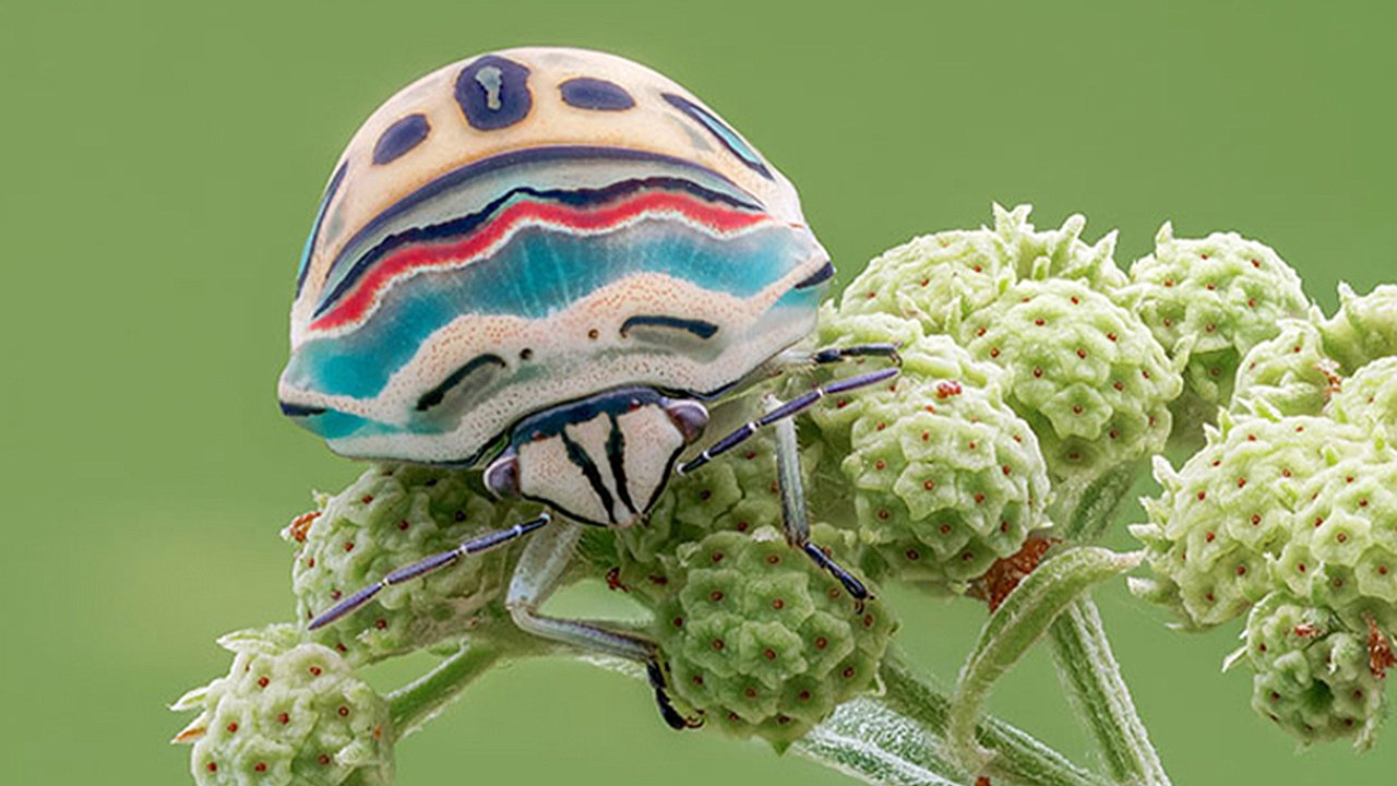 Picasso Bugs: Vibrant Living Artworks With a Smelly Secret - Anımal ...
