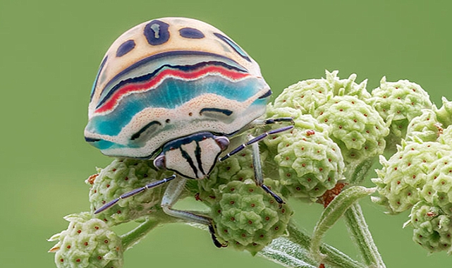Picasso Bugs: Vibrant Living Artworks With a Smelly Secret - Anımal ...
