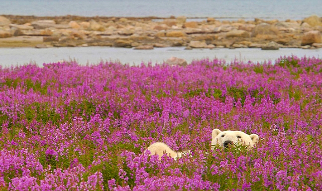 Polar Bears in Bloom: Canadian Photographer Captures Rare Playful ...