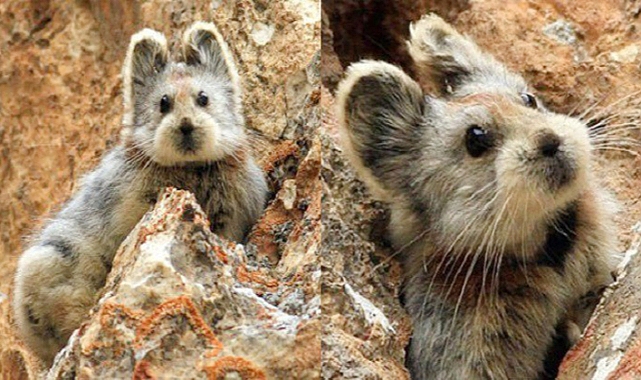 Rare 'Magic Rabbit' Spotted After 20 Years: Meet the Elusive Ili Pika ...