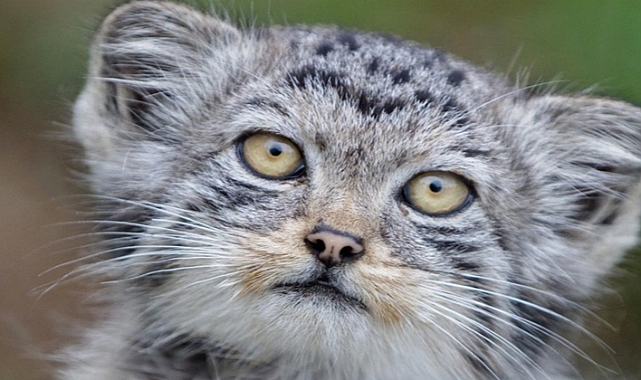 Rare Wild Cats Discovered Living High on Mount Everest - Anımal - Çözüm ...