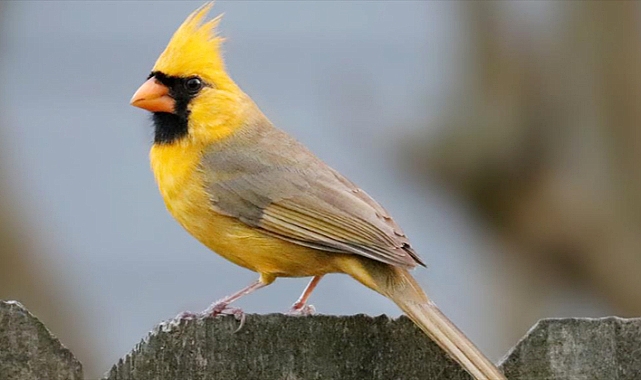 Rare Yellow Cardinal Stuns Birdwatchers in Alabama Backyard - Bırds ...