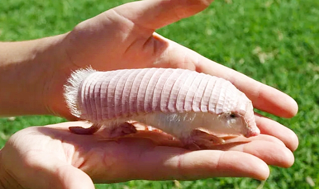 The Enigmatic Pink Fairy Armadillo: Nature’s Rarest and Cutest Burrower ...