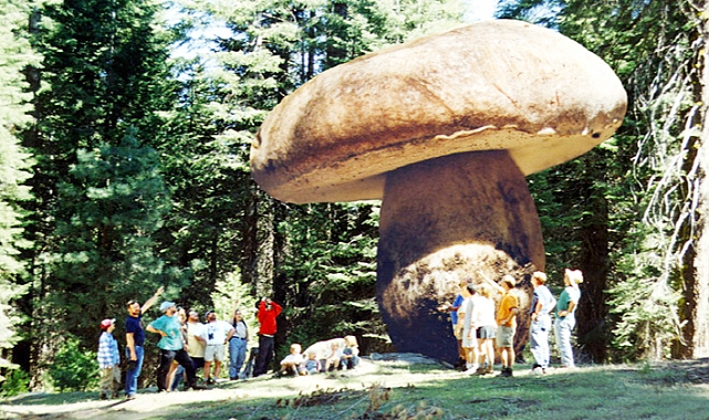 The Giant Underground Parasite: Earth’s Largest and Oldest Living ...