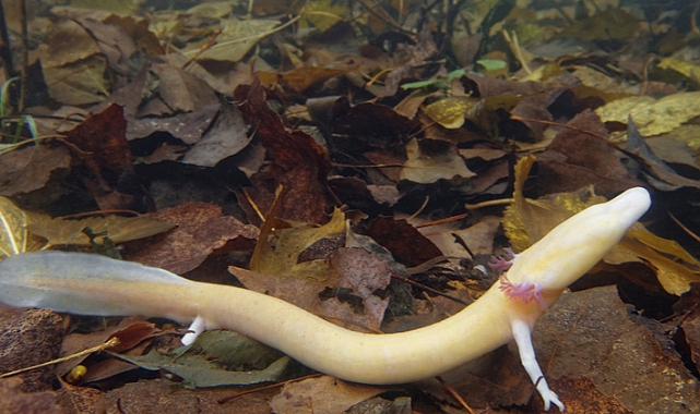 Beyond the Darkness: Surface Activity and Unexpected Behaviors of the ...