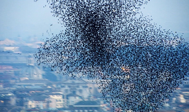 When the Sky Turns to Static: Rome’s Spectacular Starling Swarms ...