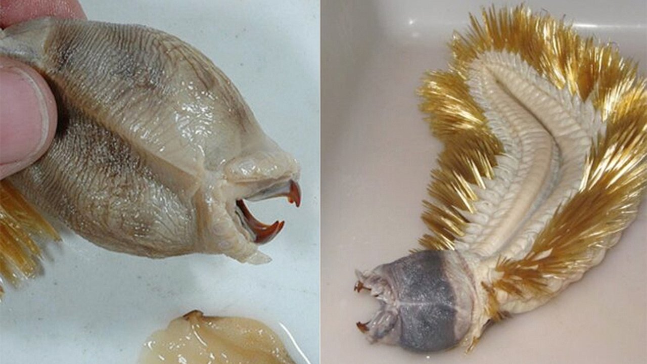 Eulagisca Gigantea: Antarctica’s Glittering Predator Hints at a ...