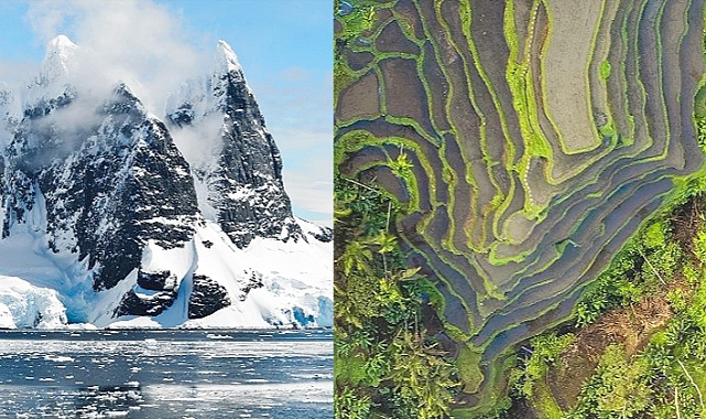 Ancient 90-Million-Year-Old Rainforest Unearthed Beneath Antarctic Ice ...
