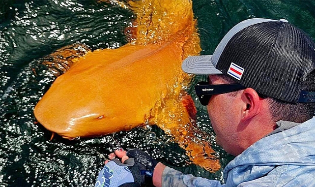 Rare bright orange shark amazes scientists in Costa Rica - Anımal ...