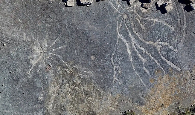 Ancient Forests of New York: The Hidden Home of the World’s Oldest ...