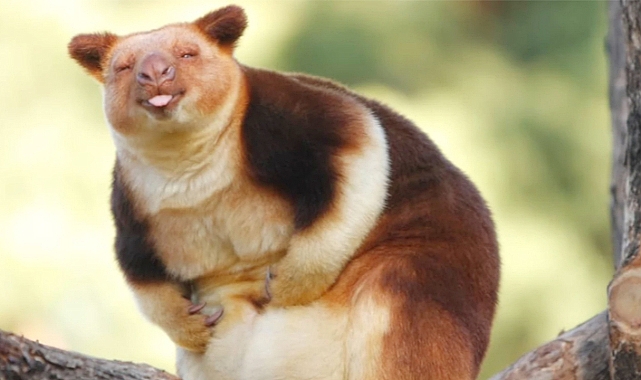 Lost for 90 years, rare Wondiwoi tree kangaroo photographed in New ...