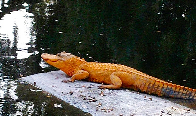 Orange Alligator Spotted in South Carolina Sparks Curiosity - Anımal ...