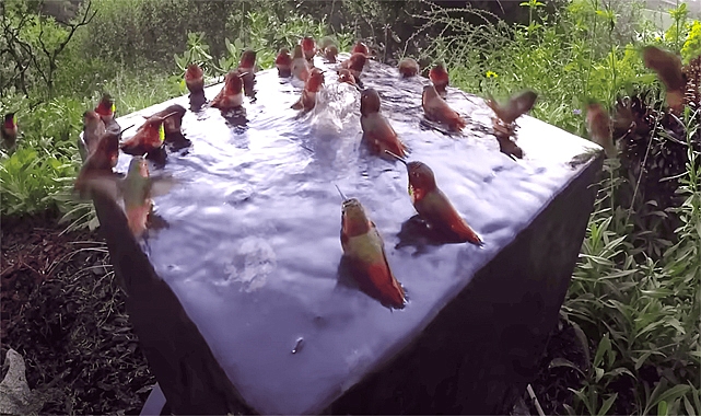 Rare Scene: 30 Hummingbirds Congregate For A Pool Party In A Bird Bath ...