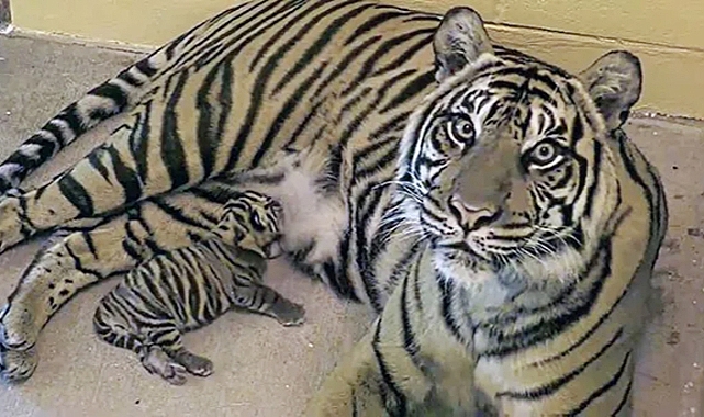 New Sumatran Tiger Cub Born at Disney's Animal Kingdom Sparks ...